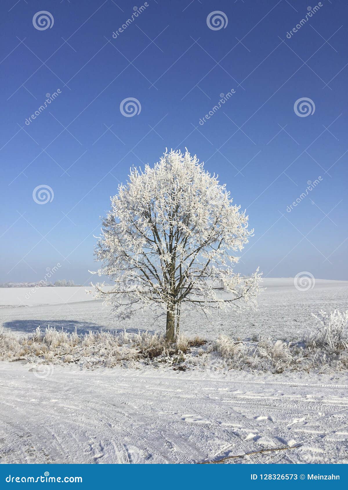 Tree in hoar frost stock image. Image of germany, white - 128326573