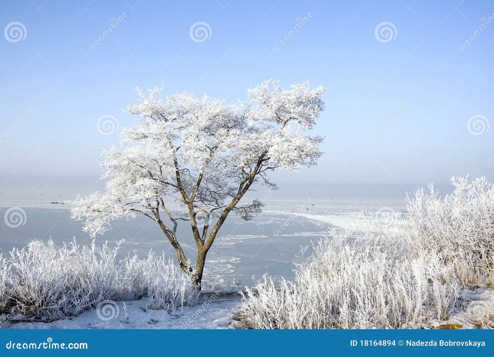 Tree in hoarfrost stock photo. Image of black, cold, blue - 18164894