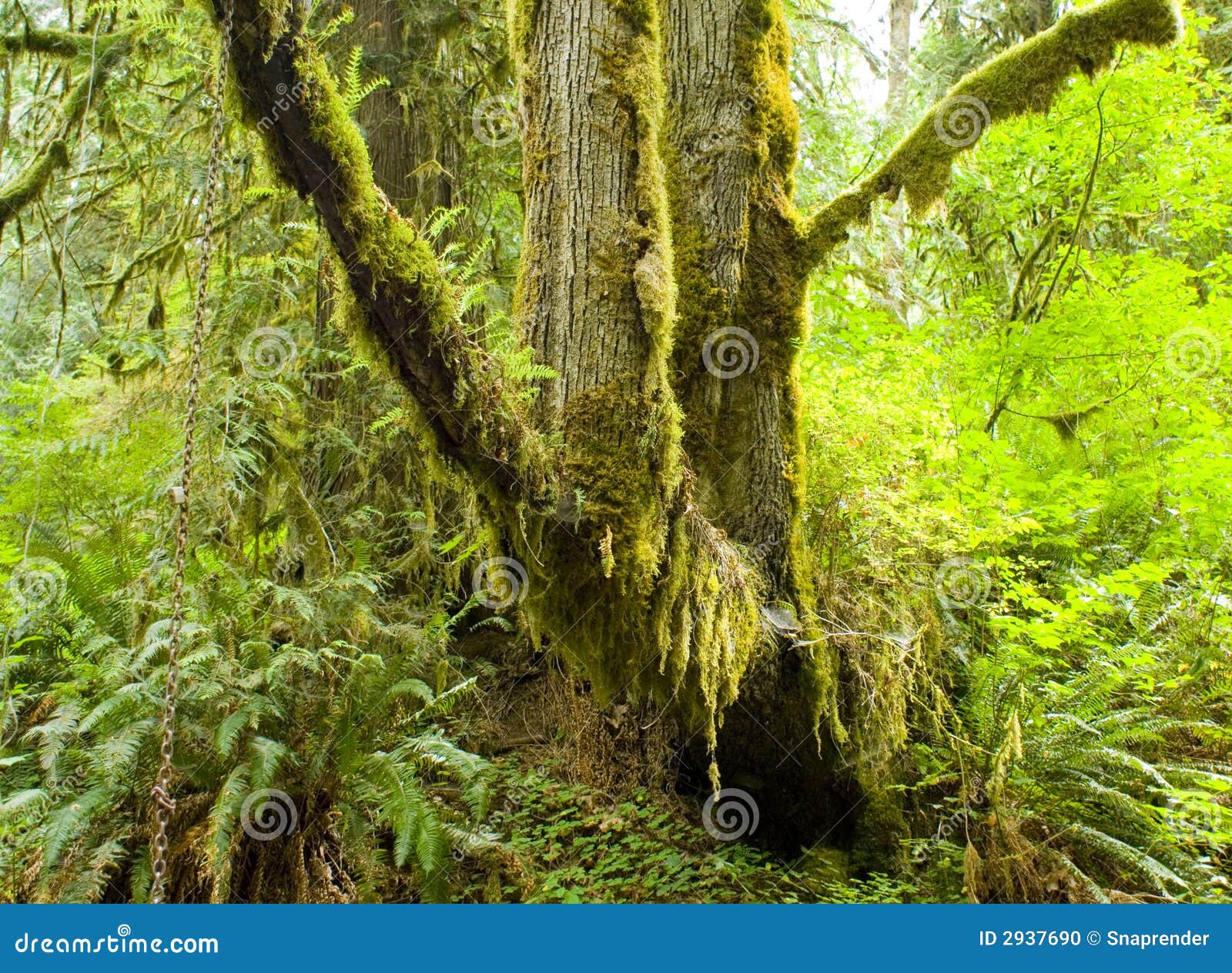 Tree Holding Chain stock photo. Image of double, mossy - 2937690