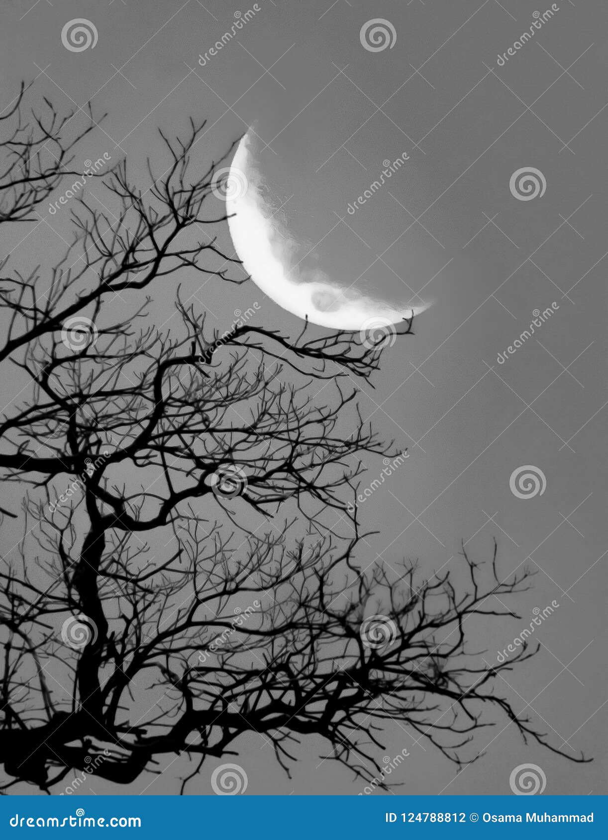 Tree holding the moon. stock photo. Image of moon, tree - 124788812