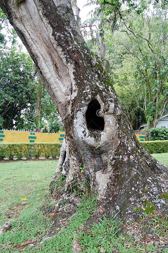Tree hole stock image. Image of plant, animal, color - 12063219