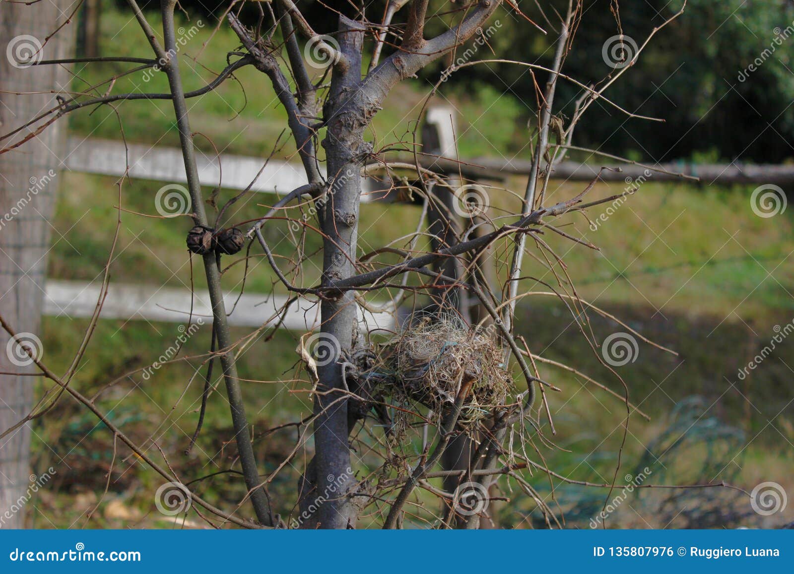 Tree Hole Burrow Wood Nature Wildlife Stock Photo - Image of hole, tree ...