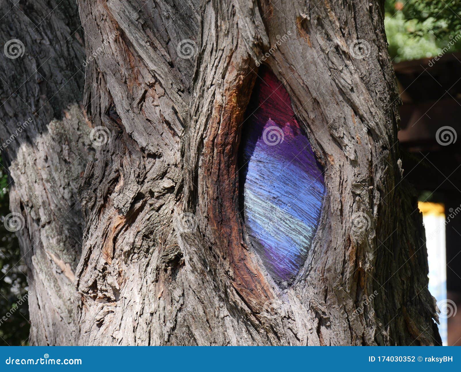 Tree Hole with Details of the Bark Stock Photo - Image of details ...