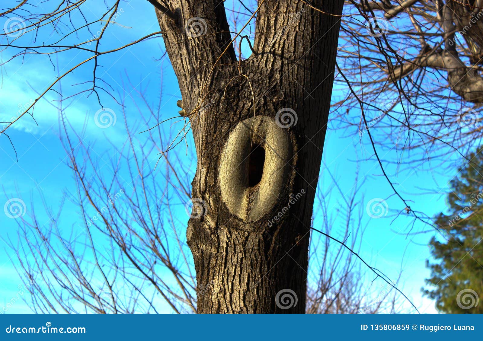 Tree hole forest nature stock image. Image of tree, wild - 135806859