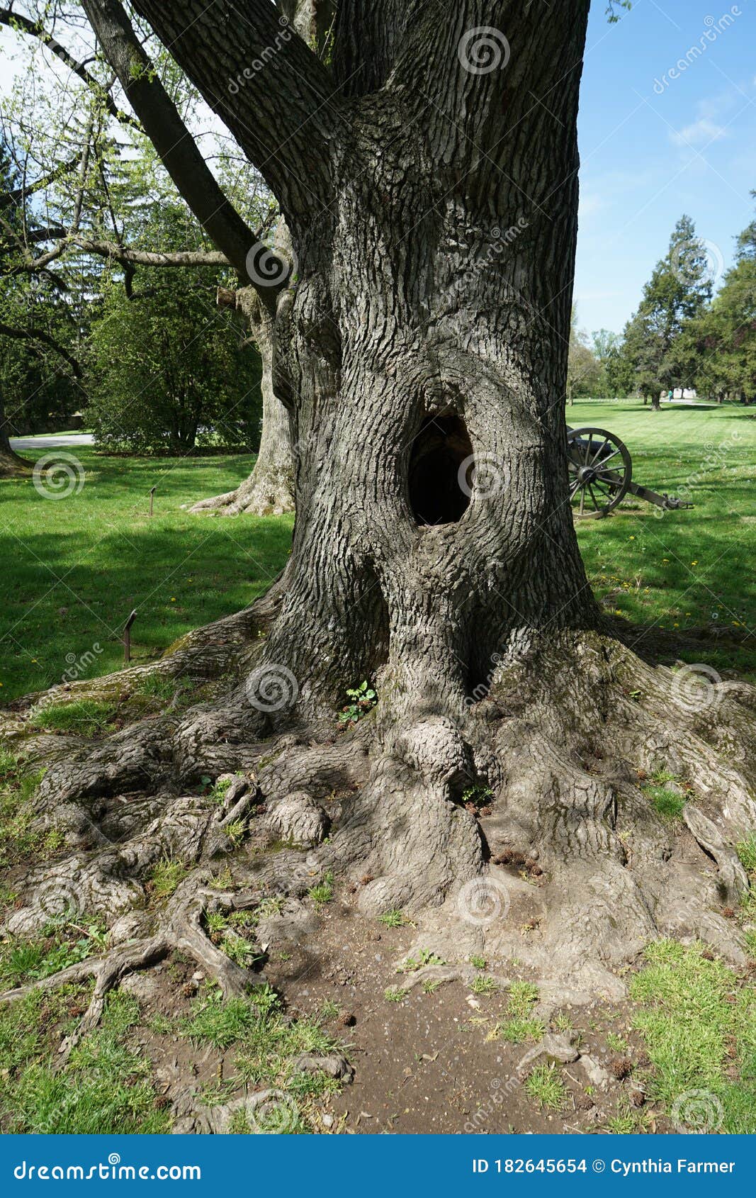 Tree hole or tree hollow stock photo. Image of tree - 182645654