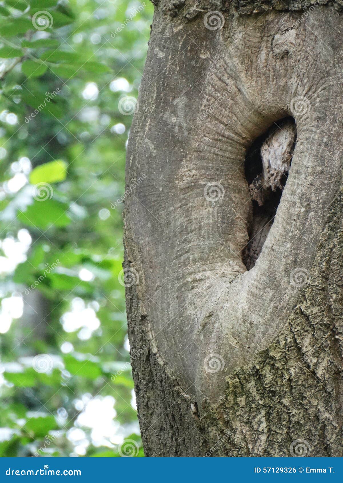 Tree hole stock photo. Image of daylight, wood, background - 57129326