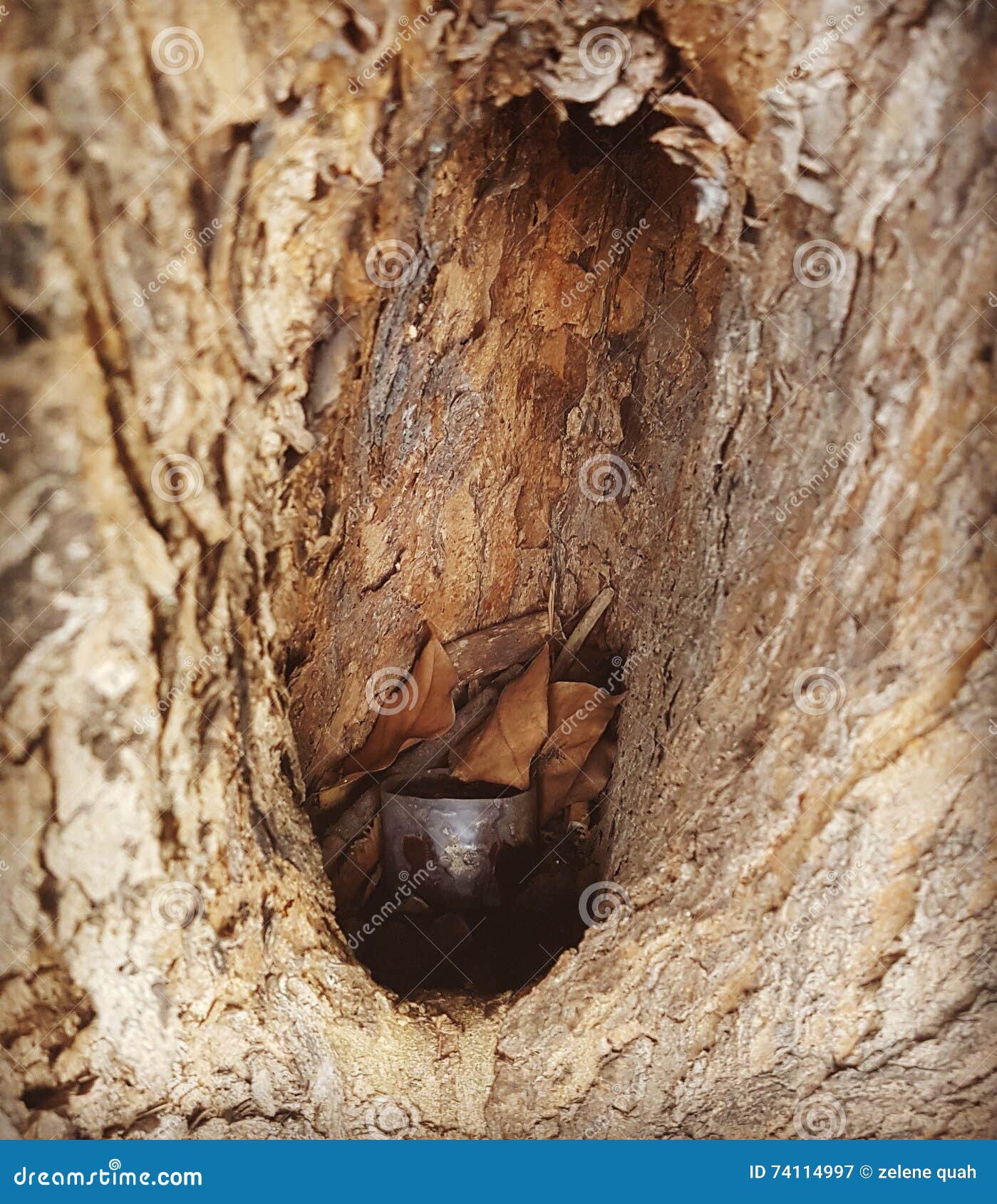 Tree hole stock image. Image of humans, hole, destruction - 74114997
