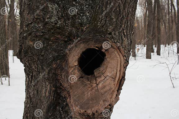 Tree with a Hole in the Trunk Hollow in Winter Stock Photo - Image of ...