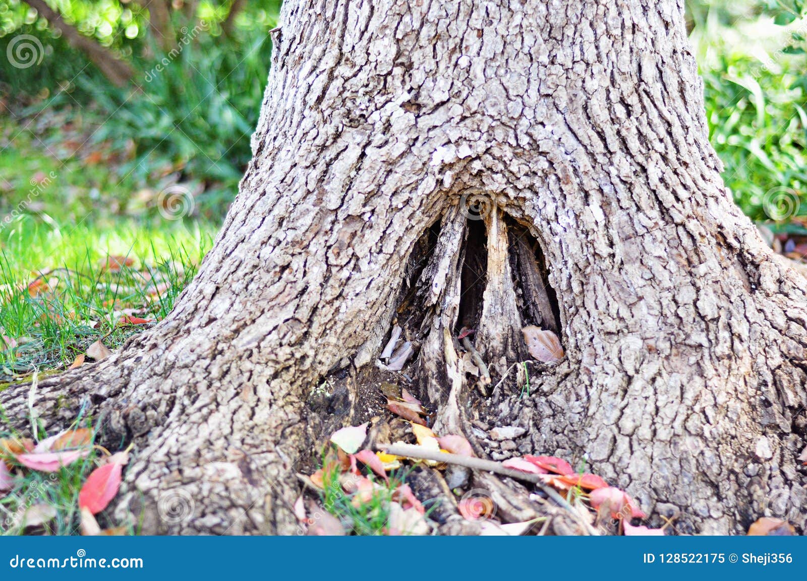 Tree Hole Under the Big Tree Stock Image - Image of hole, nature: 128522175