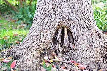 Tree Hole Under the Big Tree Stock Image - Image of hole, nature: 128522175