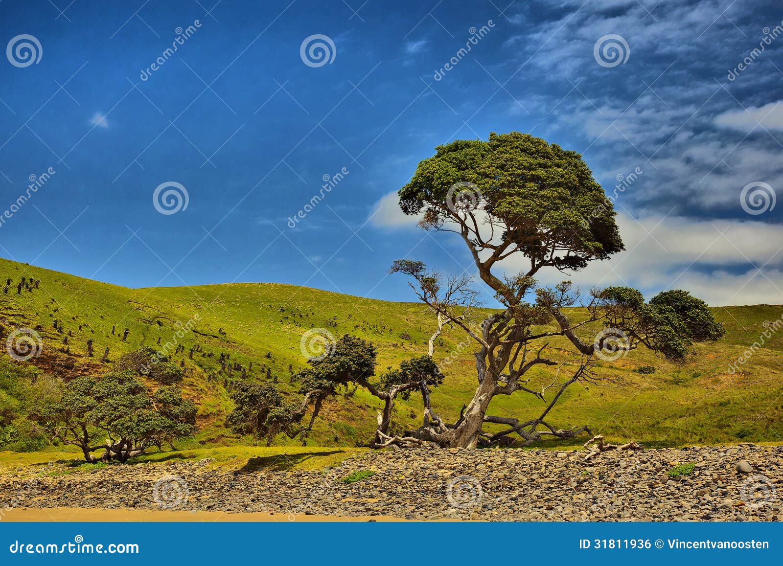 Tree - Hole in the wall stock photo. Image of tree, pictorial - 31811936