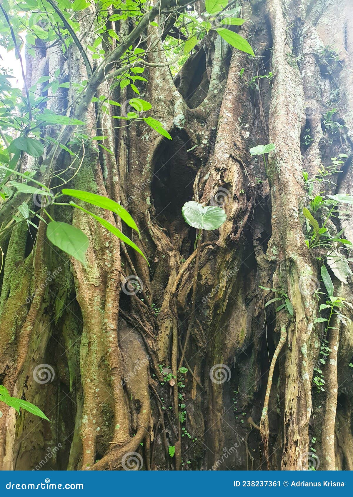 Tree Hollow in the Big Tree Roots Stock Image - Image of garden, hollow ...