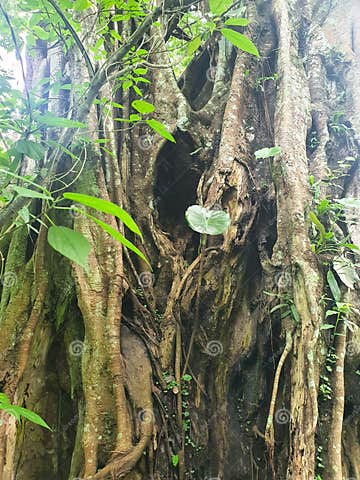 Tree Hollow in the Big Tree Roots Stock Image - Image of garden, hollow ...