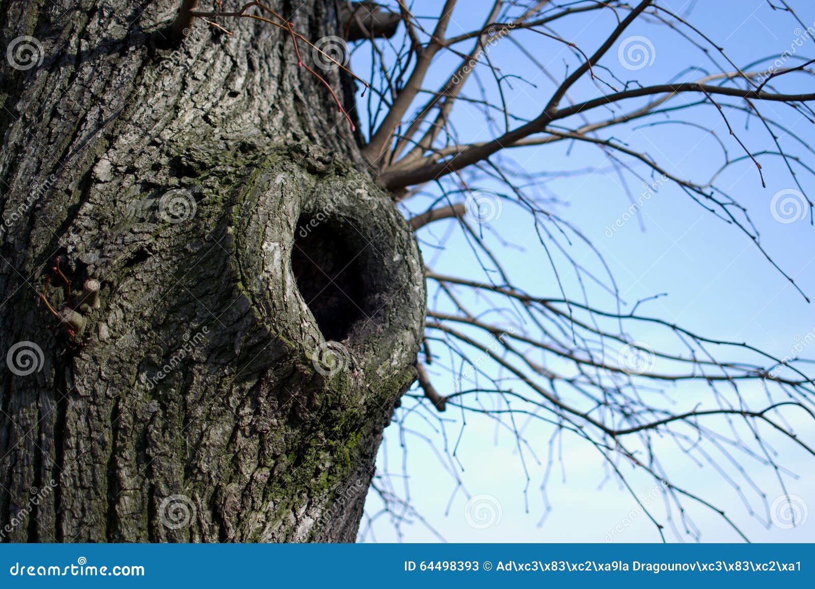 Tree hollow stock image. Image of background, strain - 64498393