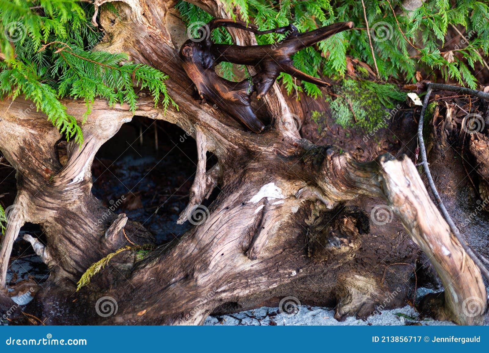 Tree Hollow in Driftwood and Roots Stock Image - Image of beach, animal ...
