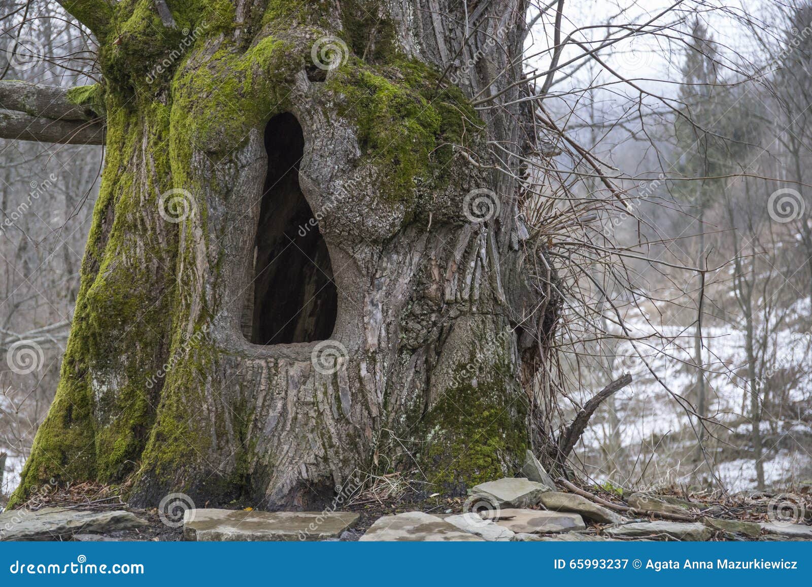 A Tree Hollow Is A Hole Or Cavity In A Living Tree, Appear In Tree ...