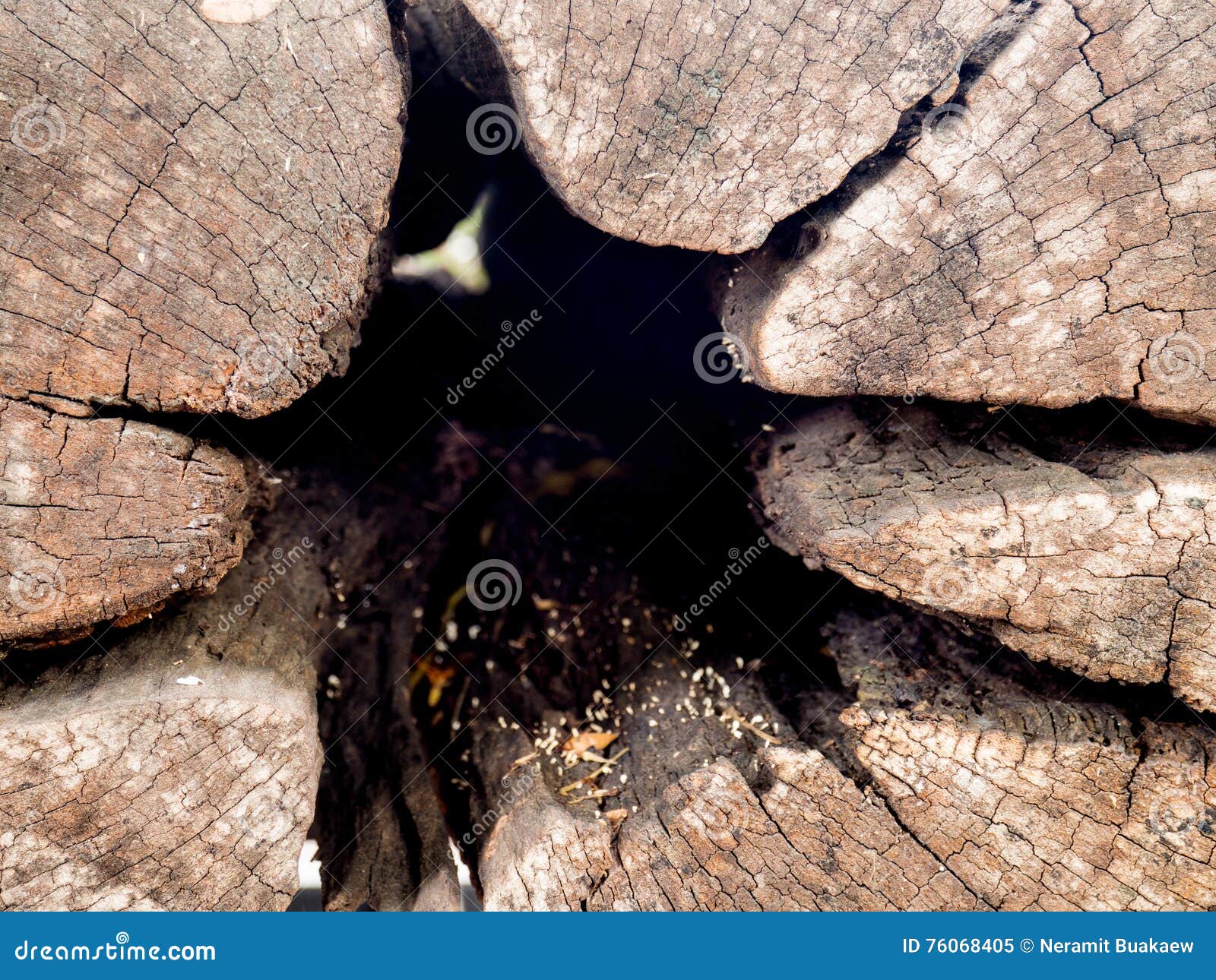 Tree Hollow, from Wooden Table in the Park. Stock Image - Image of ...