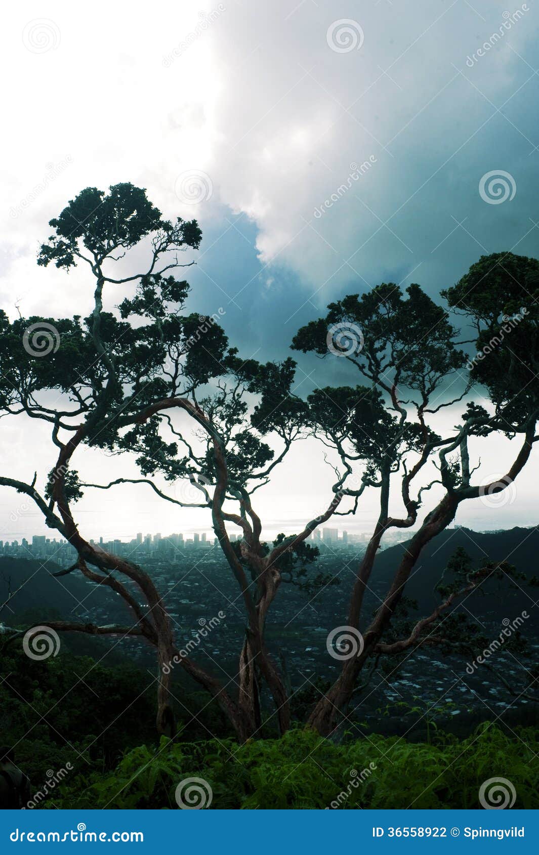 Tree honolulu stock photo. Image of leaves, black, flare - 36558922