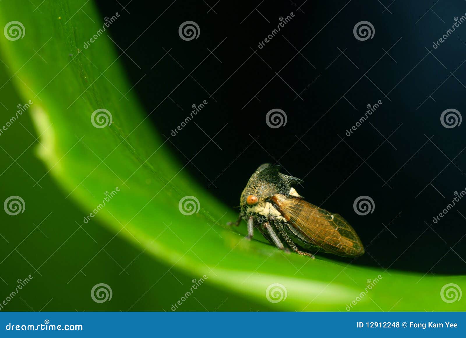 Tree Hopper stock photo. Image of closeup, brown, hopper - 12912248