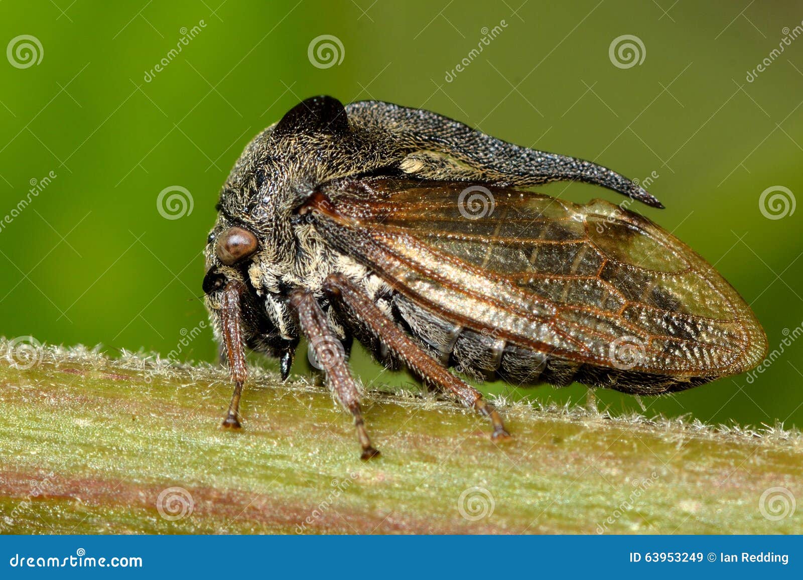 Tree Hopper (Centrotus Cornutus) Stock Image - Image of nature ...