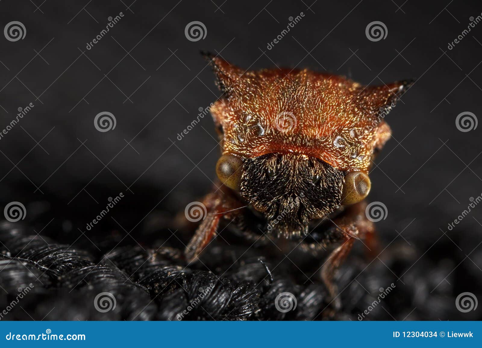 Tree hopper face stock photo. Image of close, wildlife - 12304034