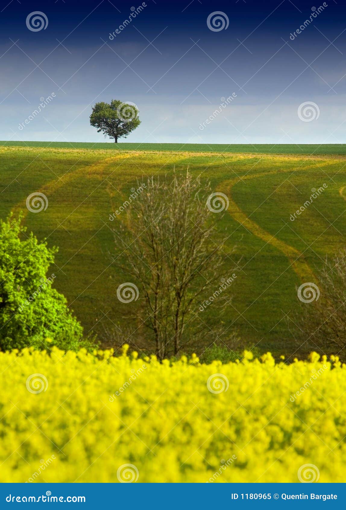 Tree on the horizon stock image. Image of crop, sentry - 1180965