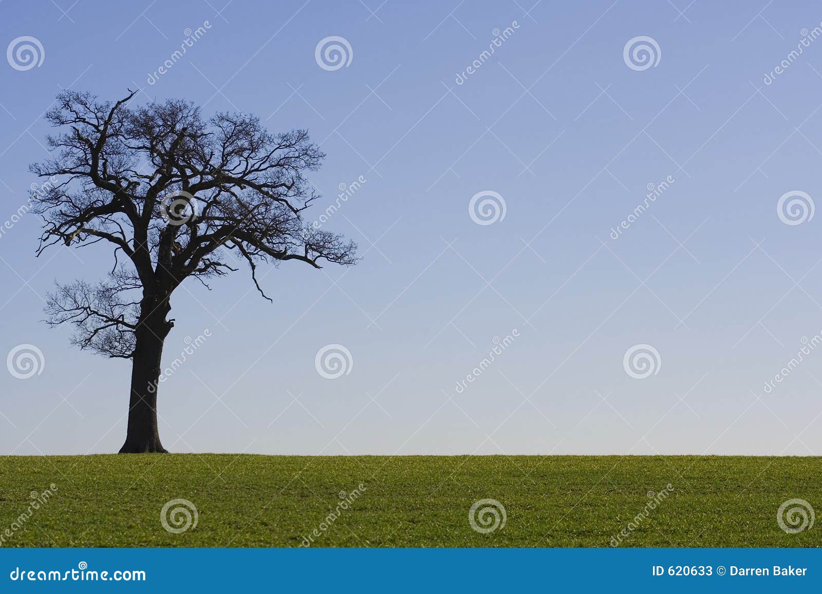 Tree Horizon 2 stock image. Image of pure, grow, bark, landscape - 620633