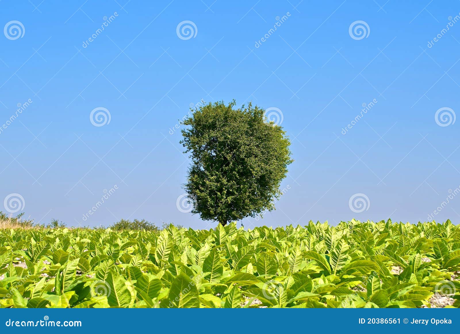 Tree on the horizon stock image. Image of europe, countryside - 20386561