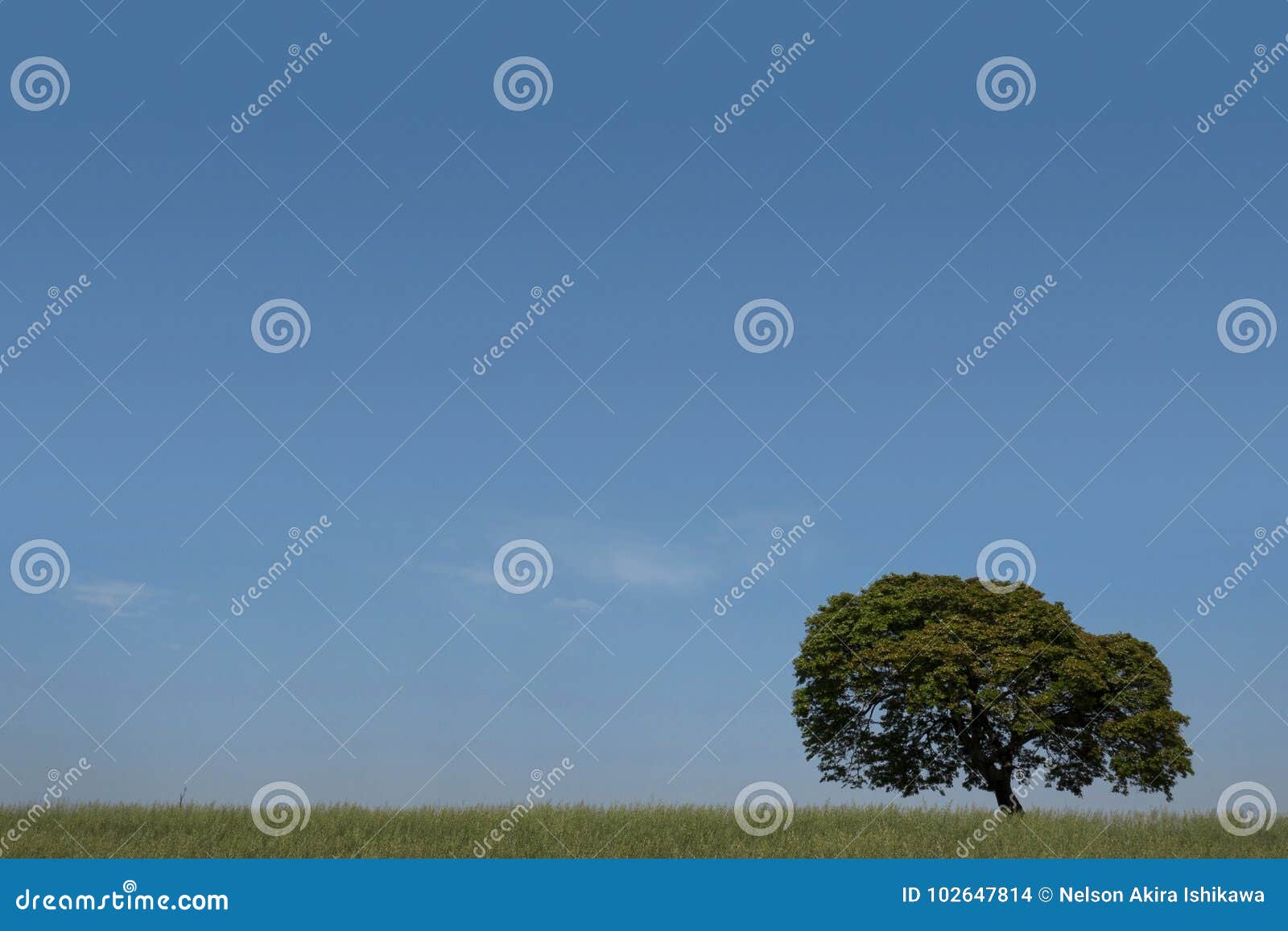Tree horizon stock photo. Image of light, field, space - 102647814