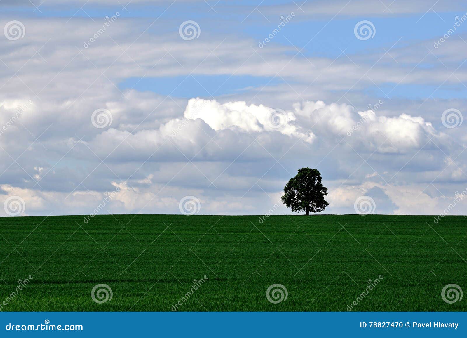 Tree on the horizon stock photo. Image of nature, alone - 78827470