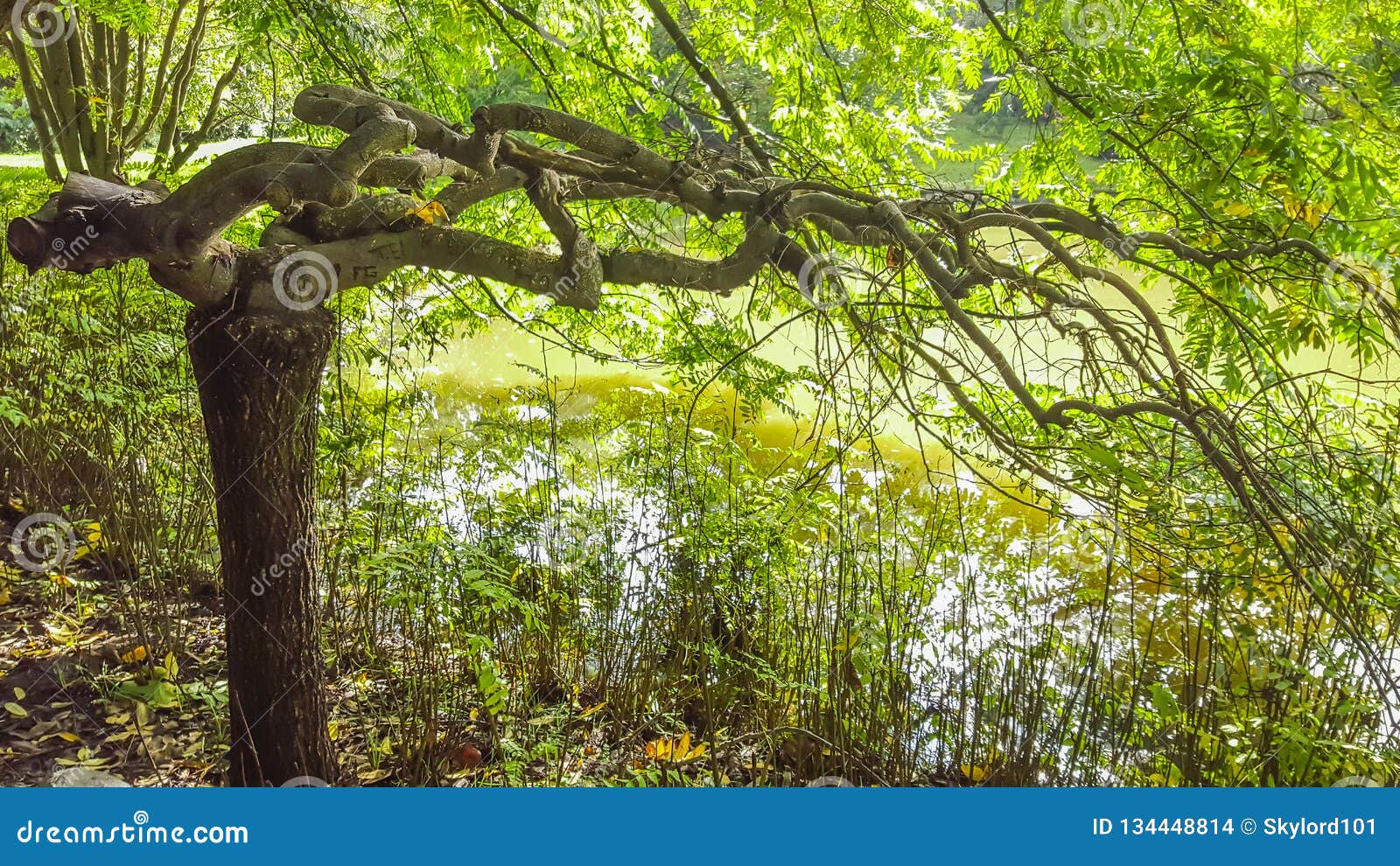 Horizontal Tree Branch