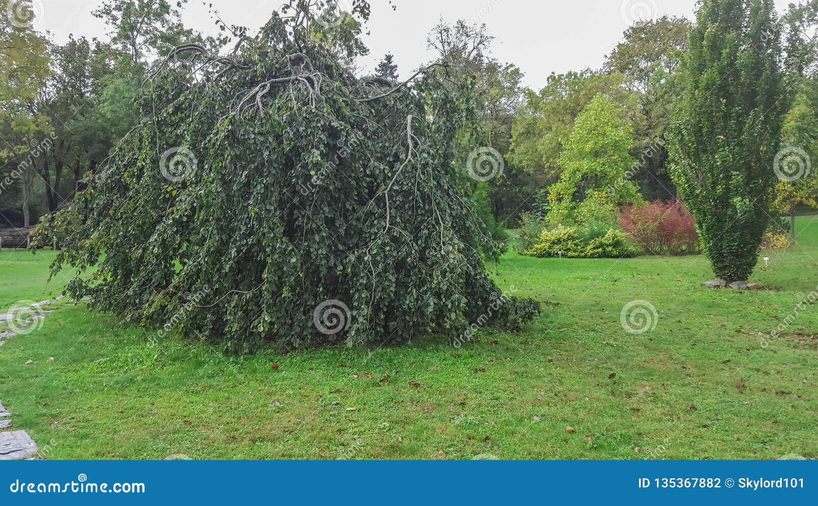 Tree with Horizontal Branches in the Park on a Sunny Day Stock Photo ...