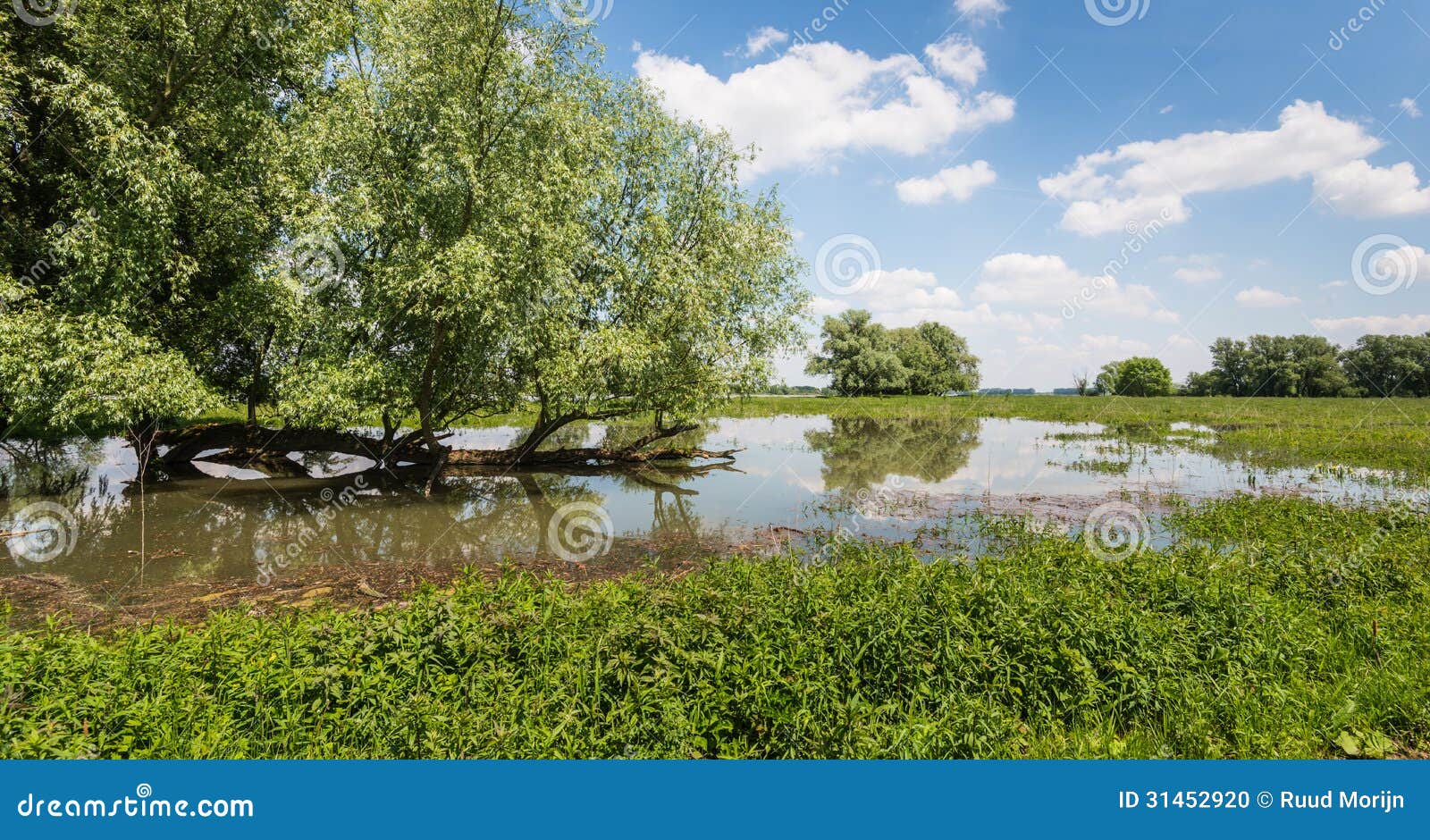 Tree with a Horizontal Tree Trunk Reflected in the Water Stock Photo ...