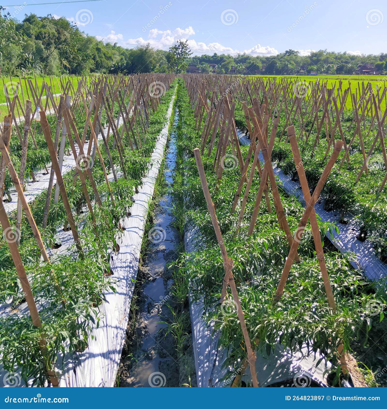 Tree Hot Shoot Green Landscap Stock Image - Image of shoot, macro ...