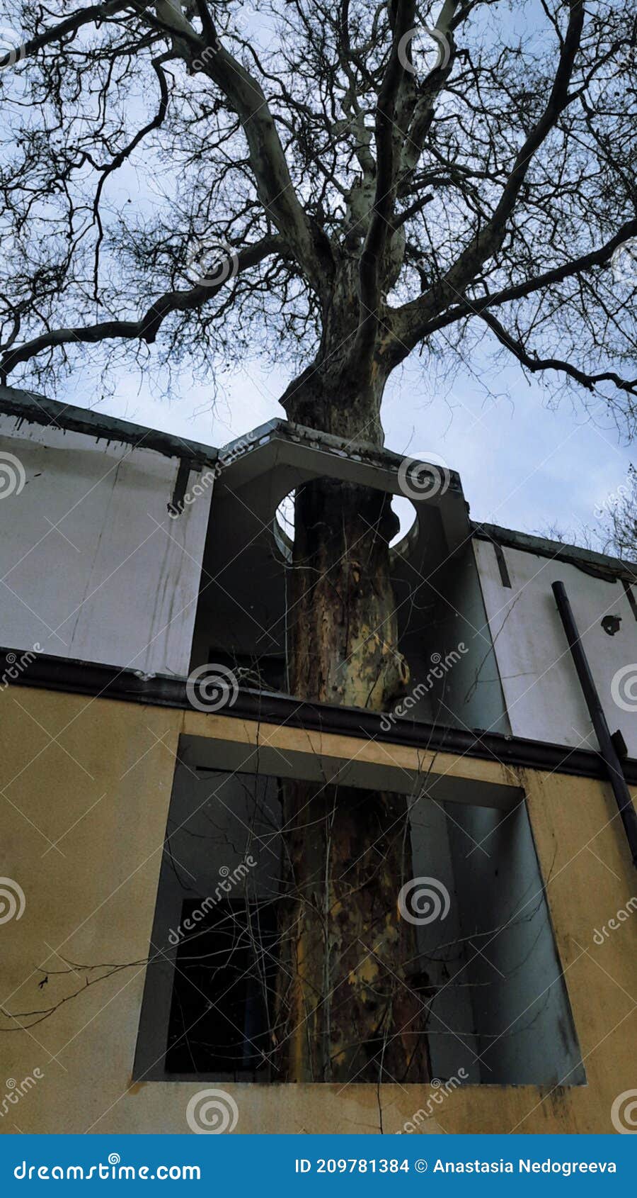 Tree on house stock photo. Image of city, landmark, building - 209781384