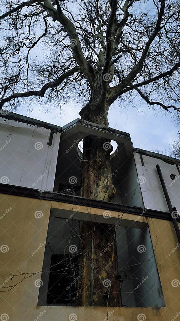 Tree on house stock photo. Image of city, landmark, building - 209781384