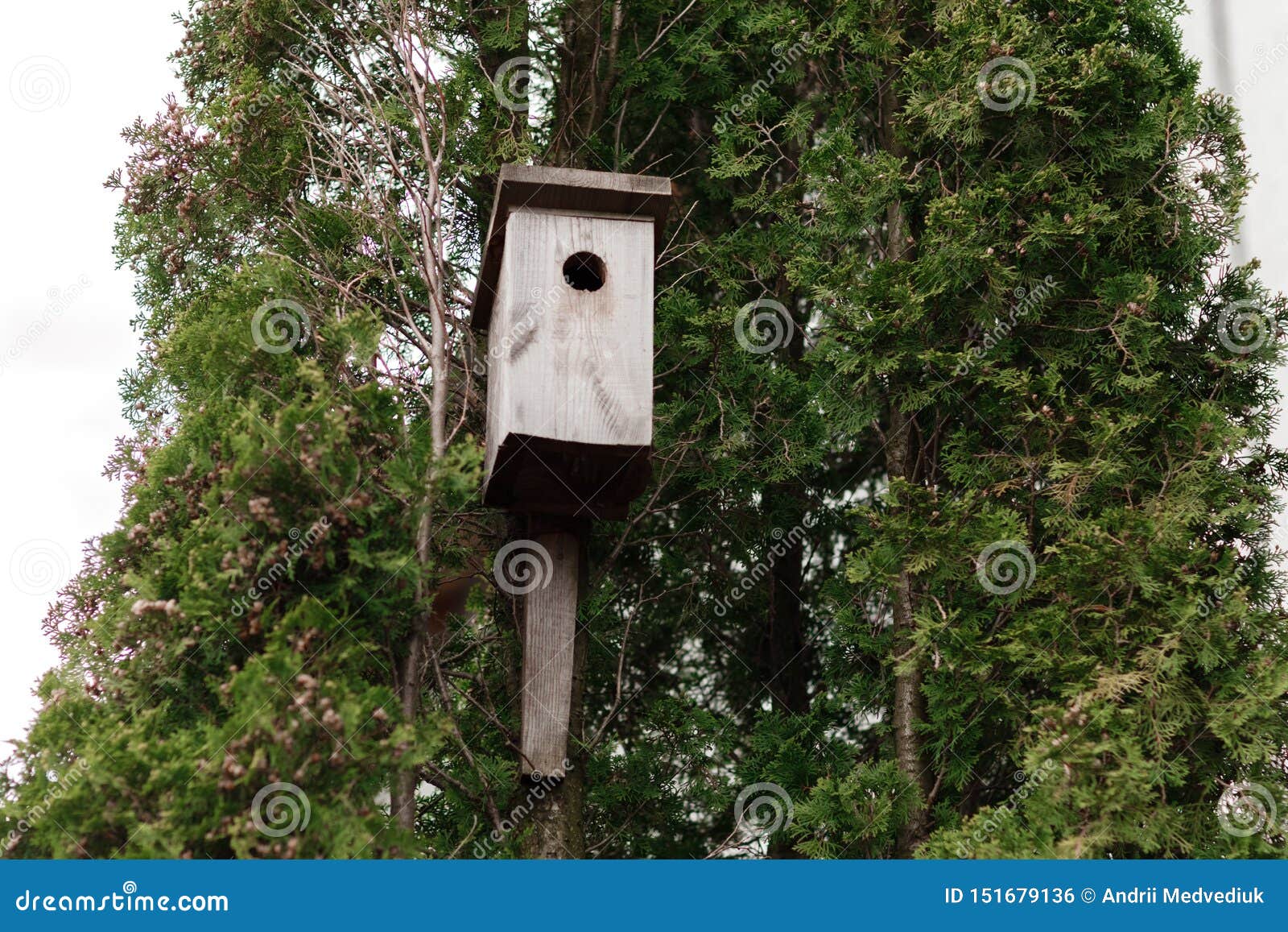 Tree House for Birds on the Tree, Birdhouse from the Tree for Wintering ...