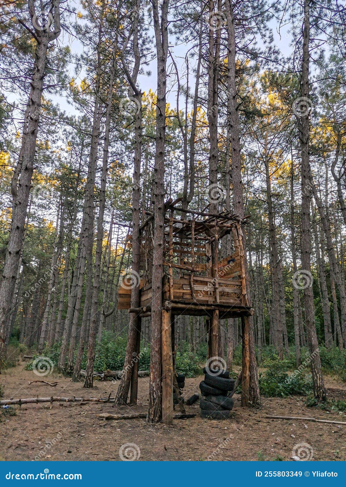 Tree House in the Forest in a Clearing Stock Image - Image of road ...