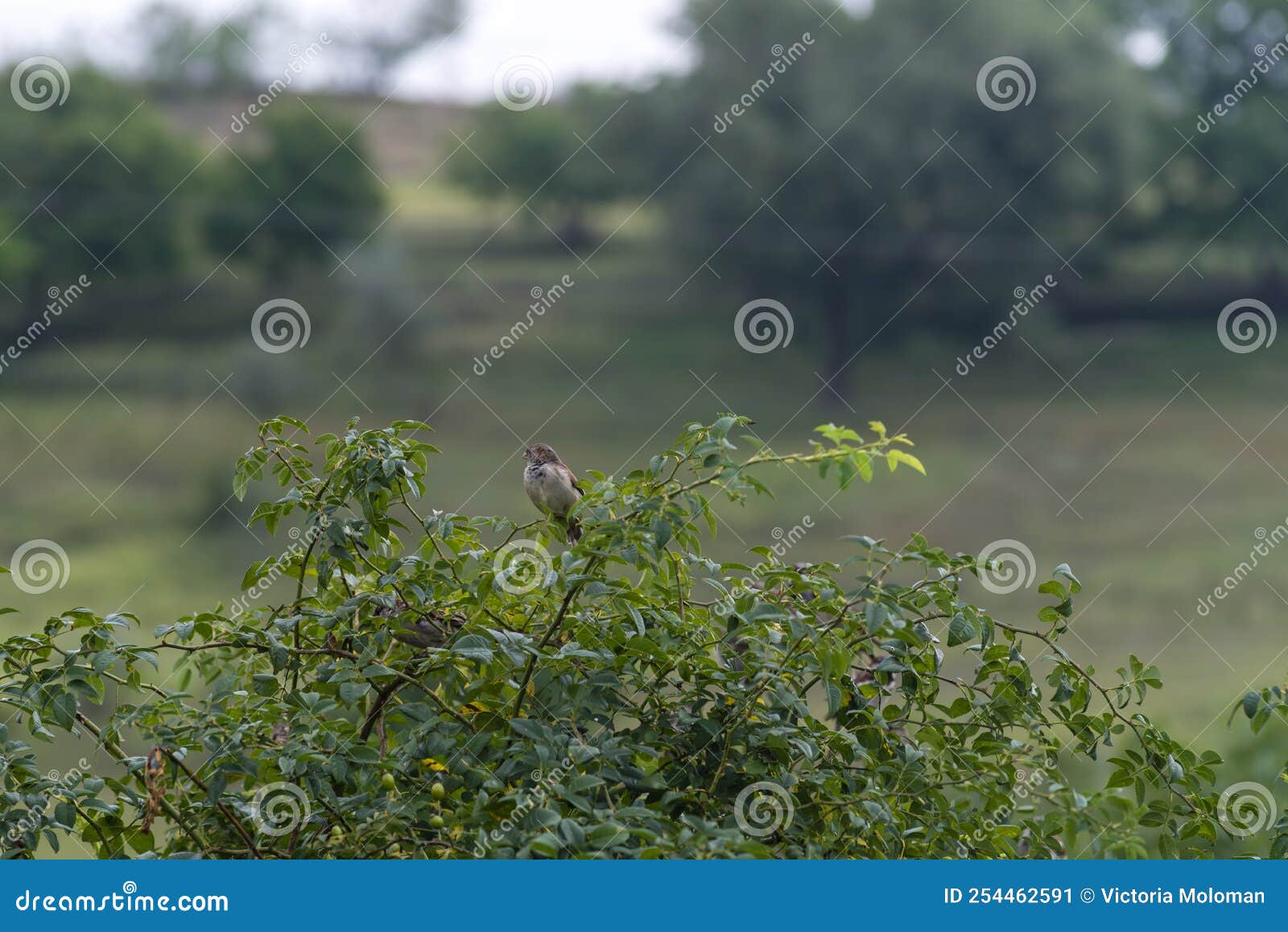 Tree House Sparrow Bird on a Branch Passer Montanus Stock Image - Image ...