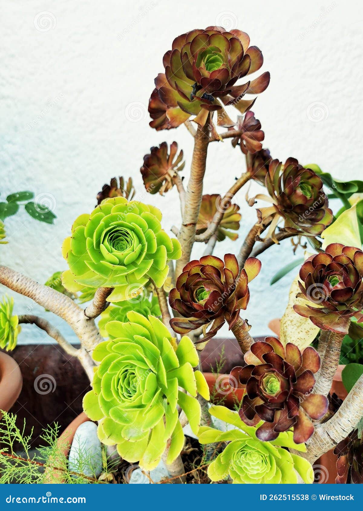 Tree Houseleek Plant Growing in the Garden Stock Photo - Image of ...