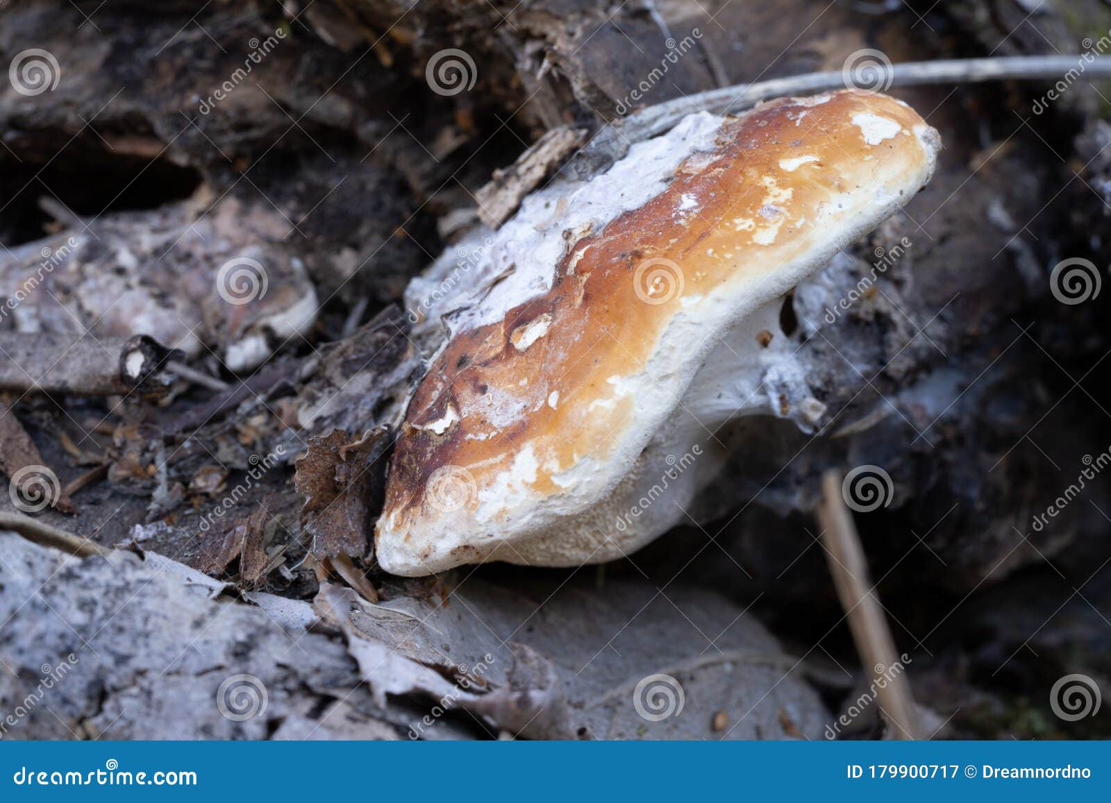 Tree Hub on the Tree in the Forest Stock Image - Image of color ...