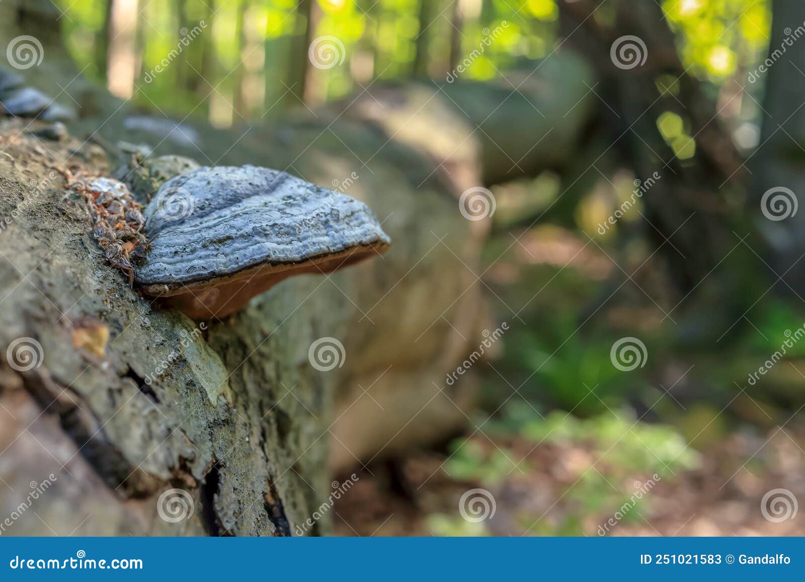 A Tree Hub Growing on a Fallen Trunk Stock Image - Image of natural ...