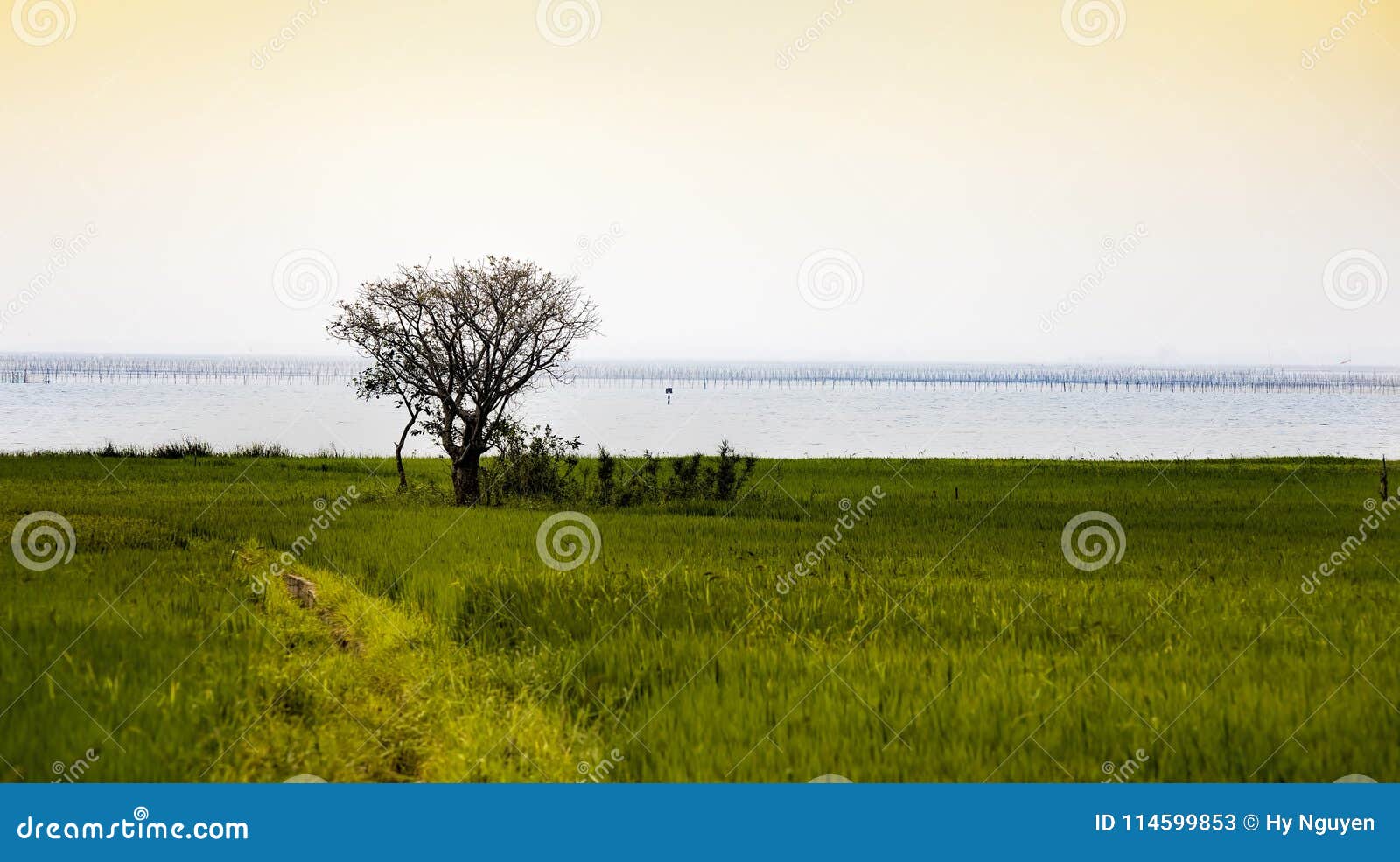 Tree in Hue stock image. Image of dowfall, lagoon, fall - 114599853