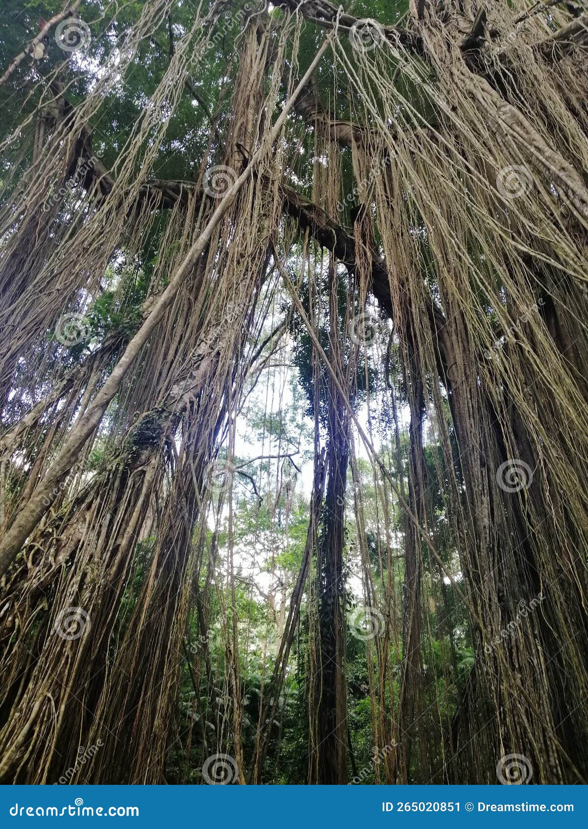 Big Fig Tree With Huge Root System In Rainforest. Stock Photo ...
