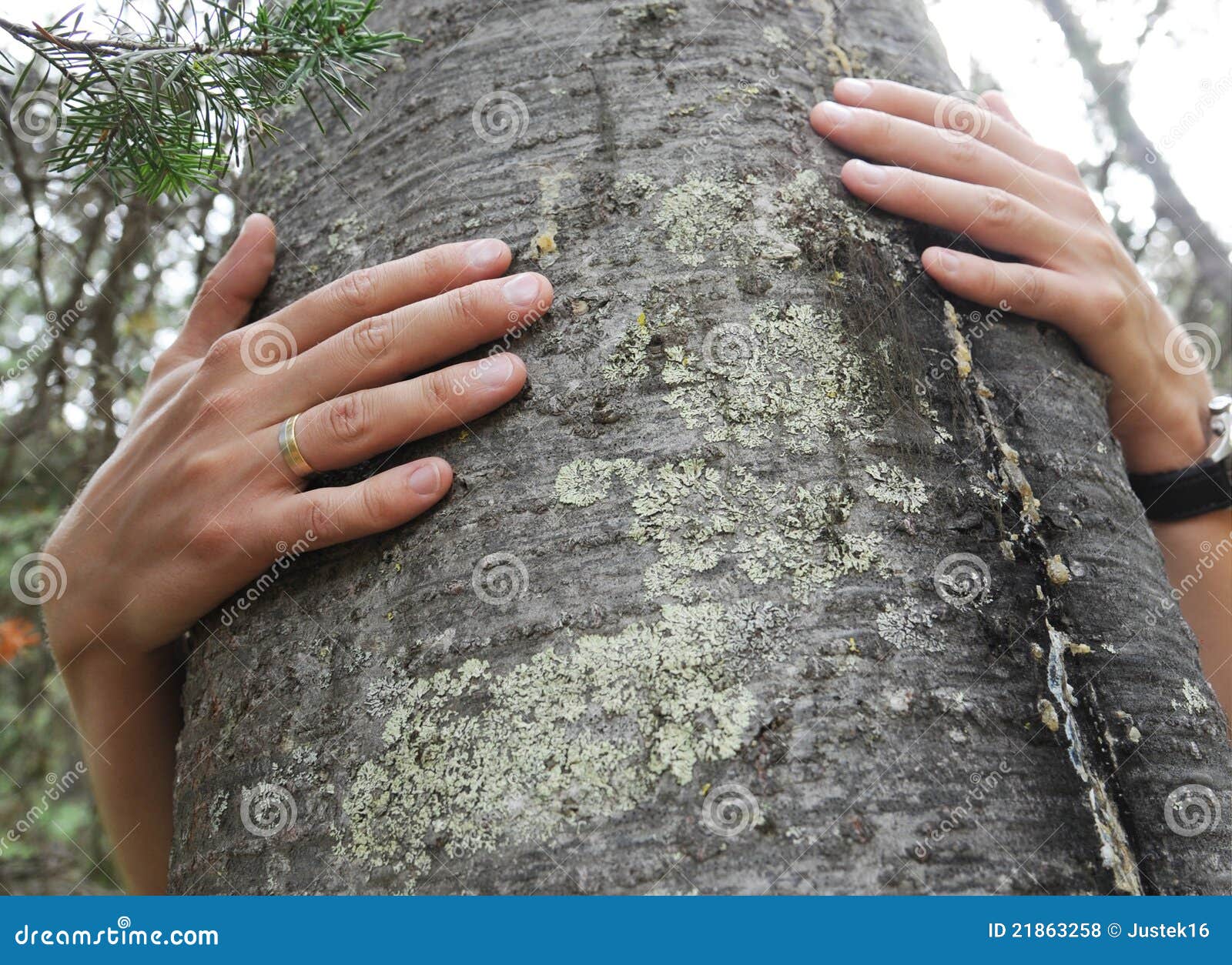 Tree hugger stock photo. Image of hugging, hand, harvest - 21863258