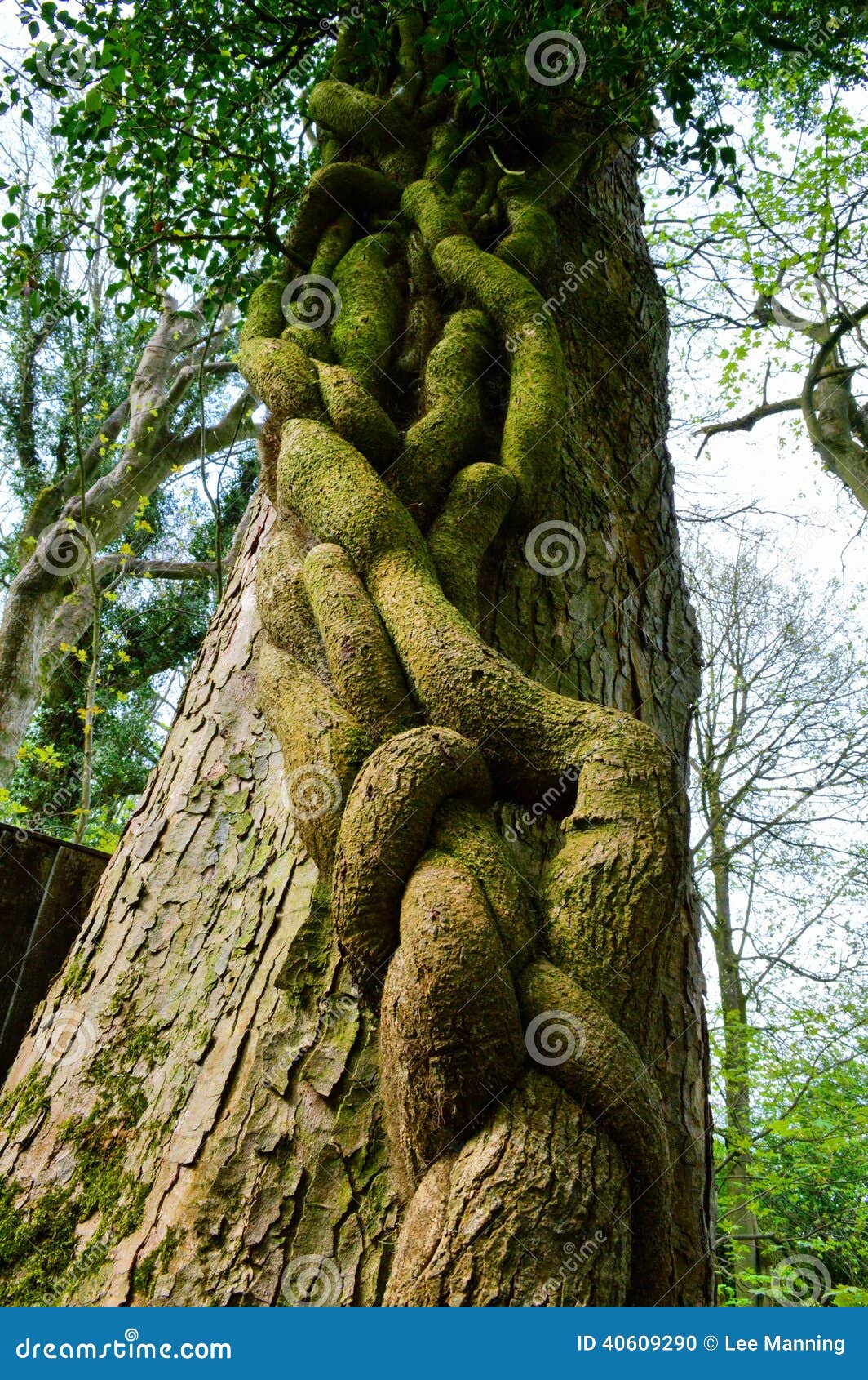 Tree hugging stock photo. Image of green, bark, vine - 40609290