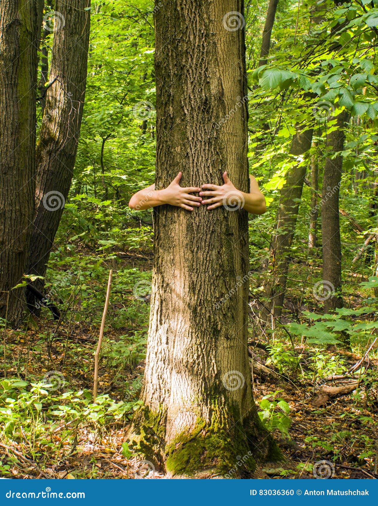 Tree Hugging. Close-up of Hands Hugging Tree a Stock Photo - Image of ...