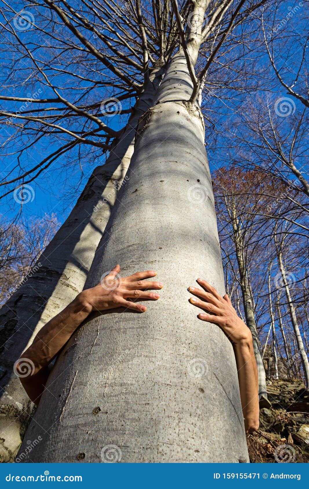 Man Hugging a Tree in the Forest Stock Image - Image of hugging ...