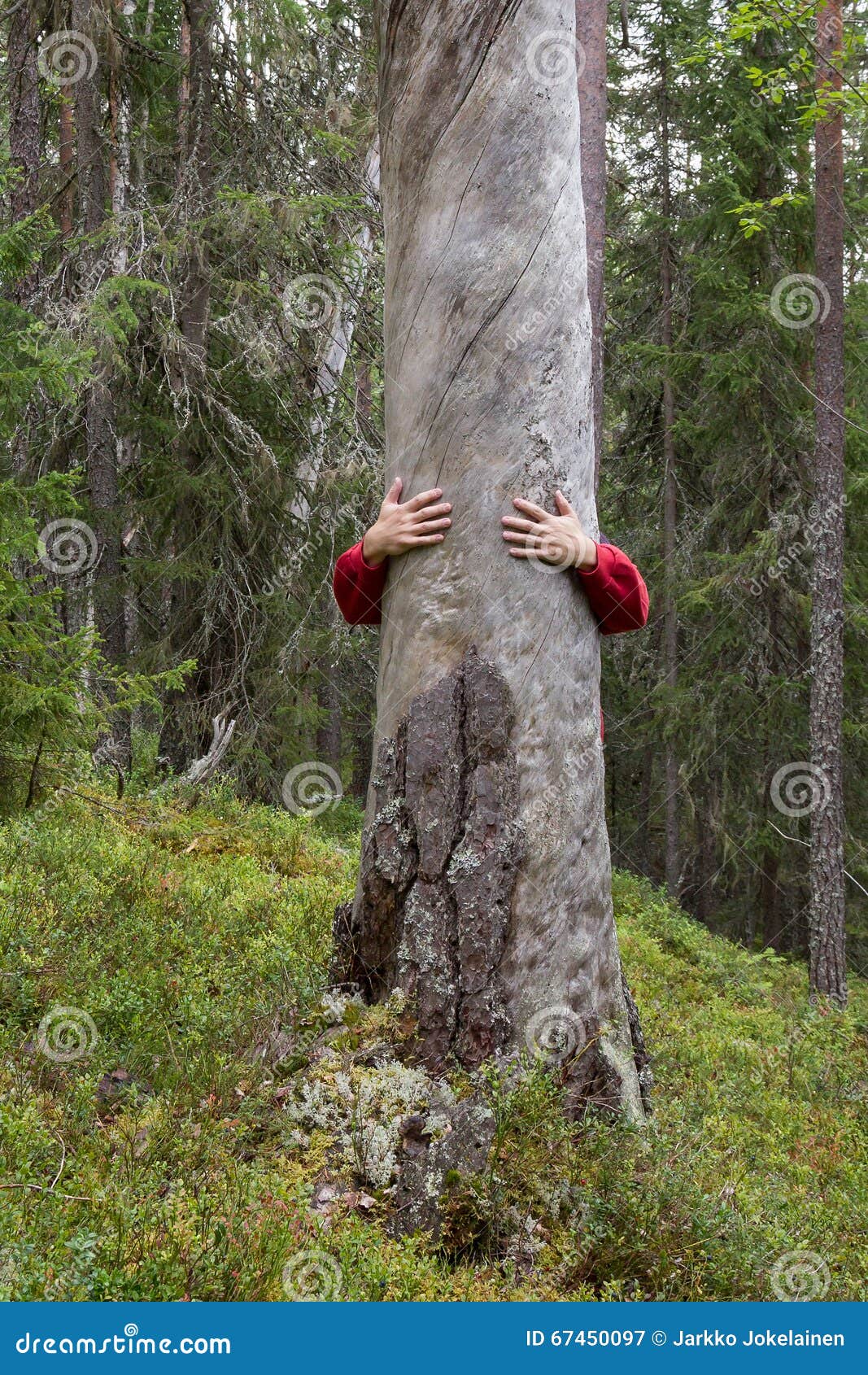 Tree hugging stock image. Image of human, conifer, sleeve - 67450097