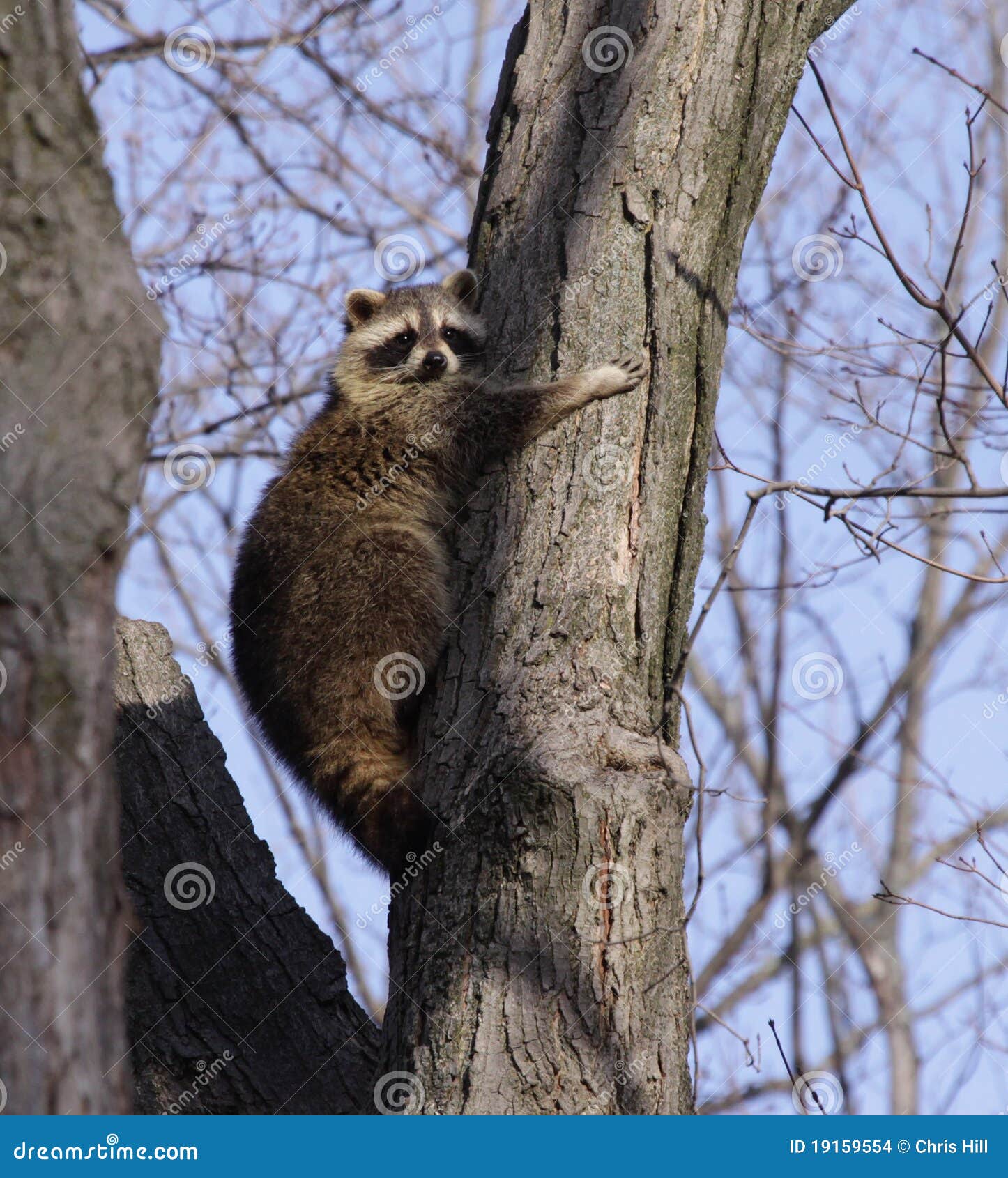 Tree Hugging Raccoon stock photo. Image of raccoons, bandit - 19159554